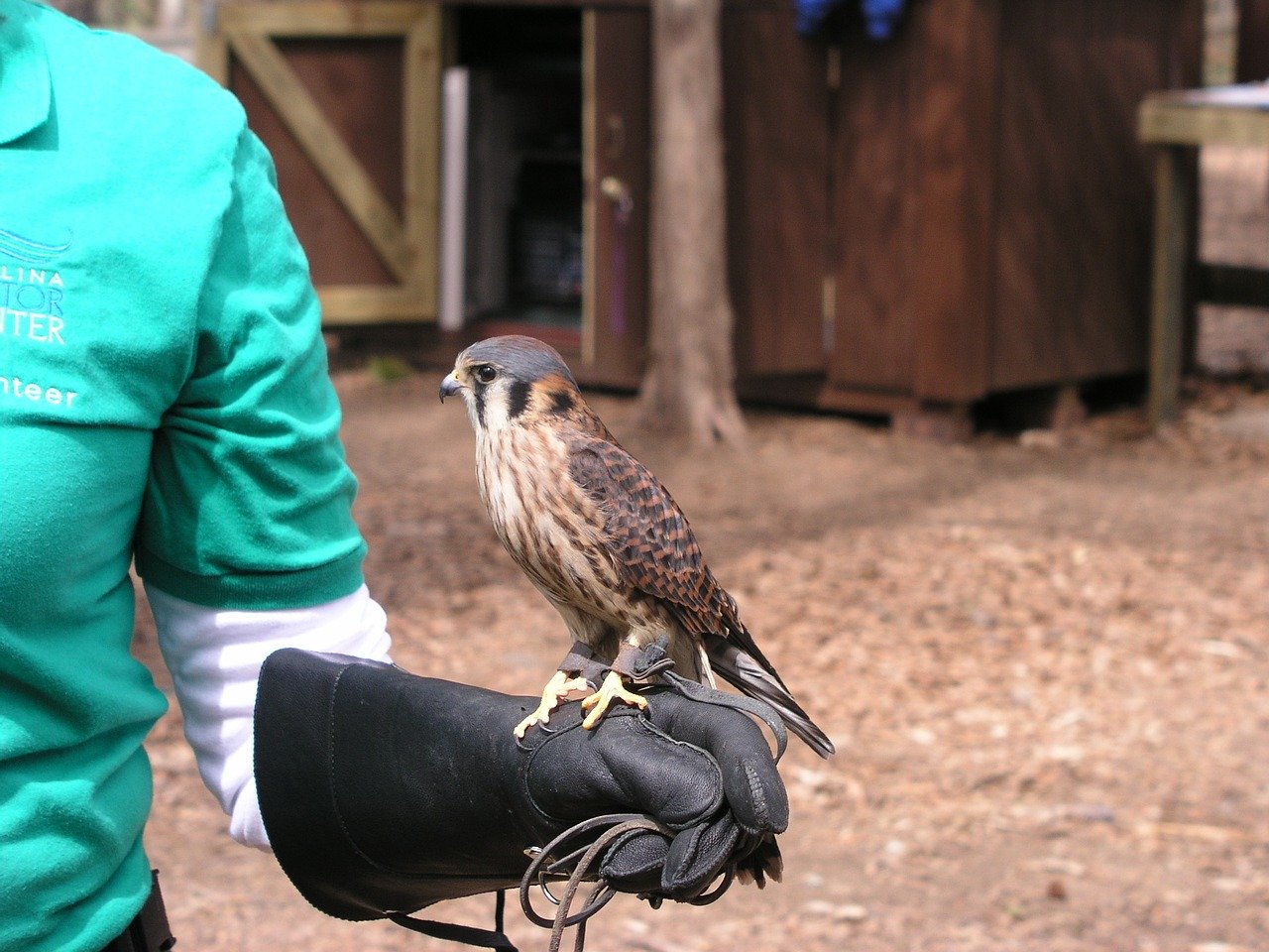 All You Need to Know About Falconry Gloves (Gauntlets) - Falconry Advice