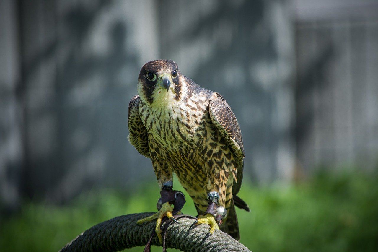 How Much Do Peregrine Falcon Chicks Need to Eat - Falconry Advice