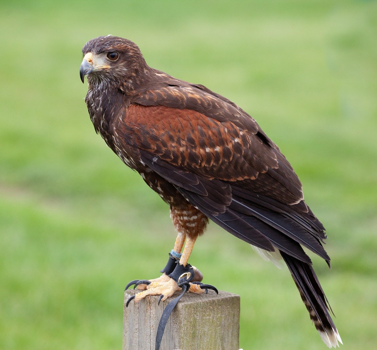 Falconry Leashes: A Guide for Beginners - Falconry Advice
