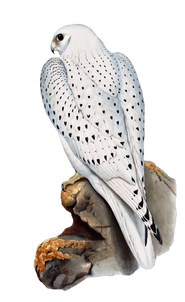 Gyrfalcon in Falconry- All you need to know - Falconry Advice