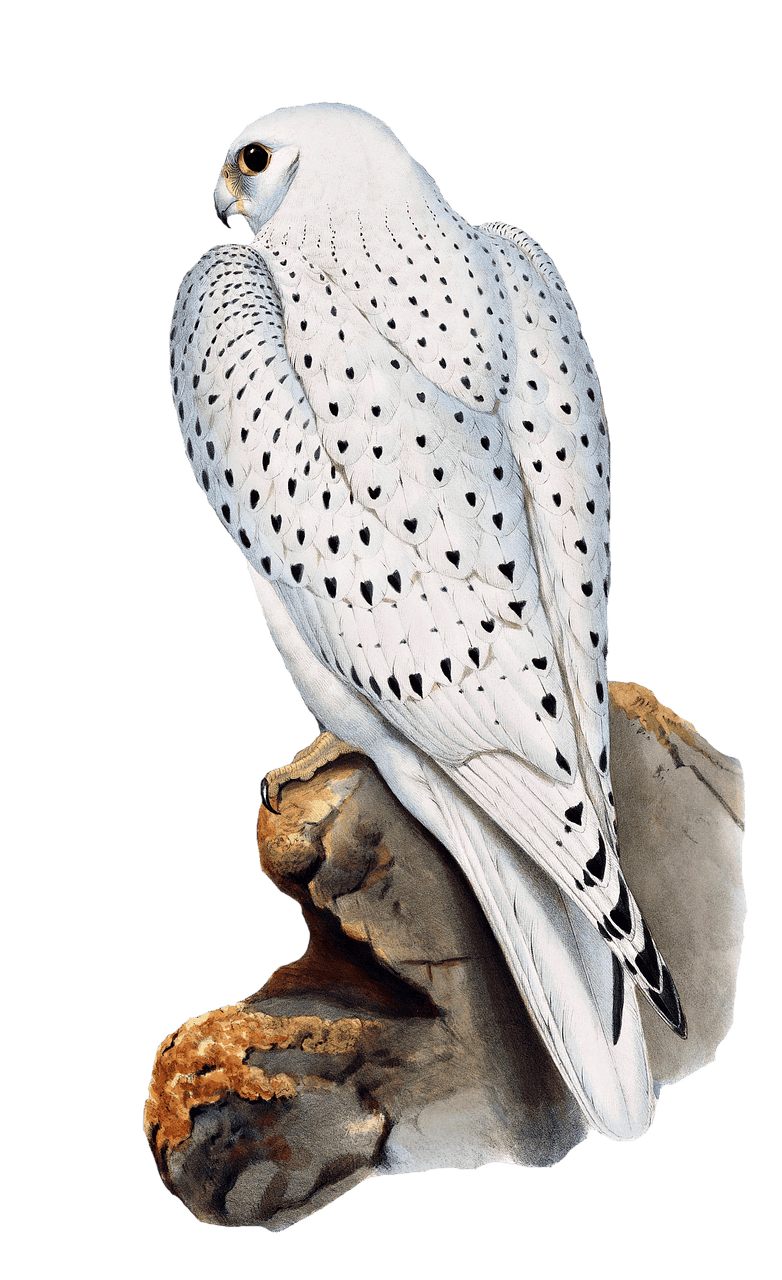Gyrfalcon Size: Male Vs. Female. Which is better for falconry ...