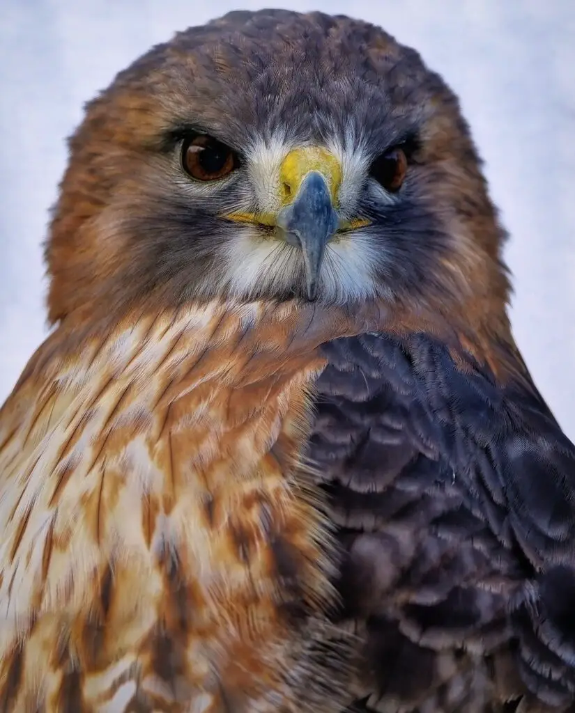 Interesting facts about red-tailed hawks - Falconry Advice
