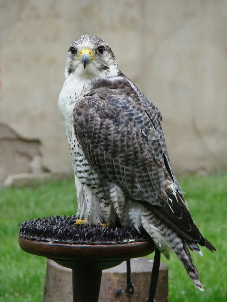 Getting Started In Falconry: A Step-by-Step Guide - Falconry Advice