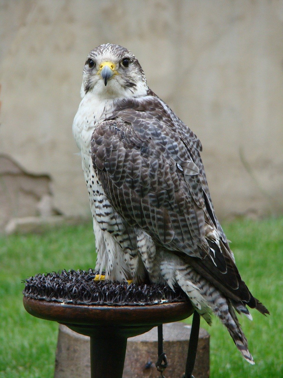 Falconry Perches 101: Enhancing Comfort, Stability & Performance ...