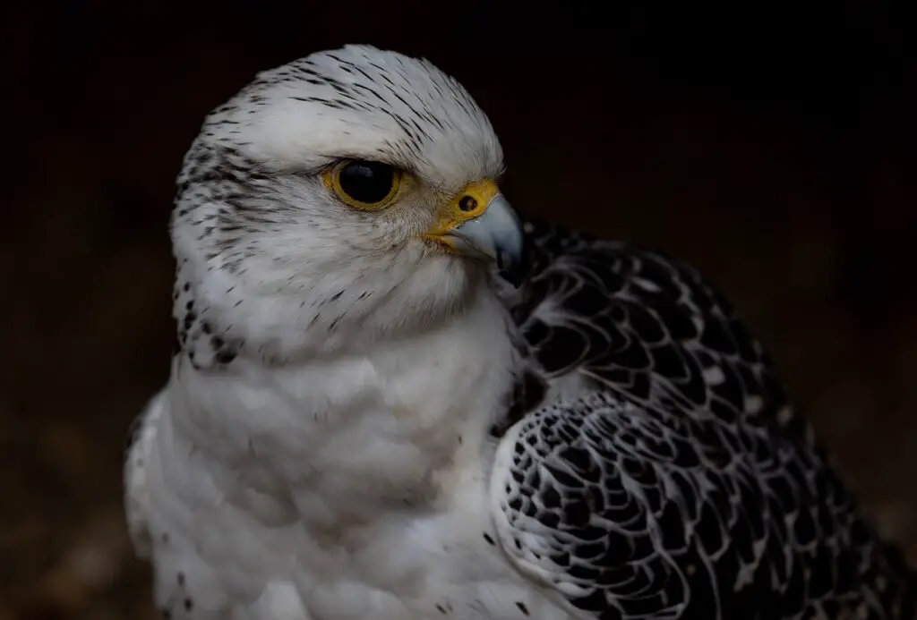 Gyrfalcon Size: Male Vs. Female. Which is better for falconry ...