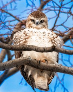What Does a Red-Tailed Hawk Eat - Falconry Advice