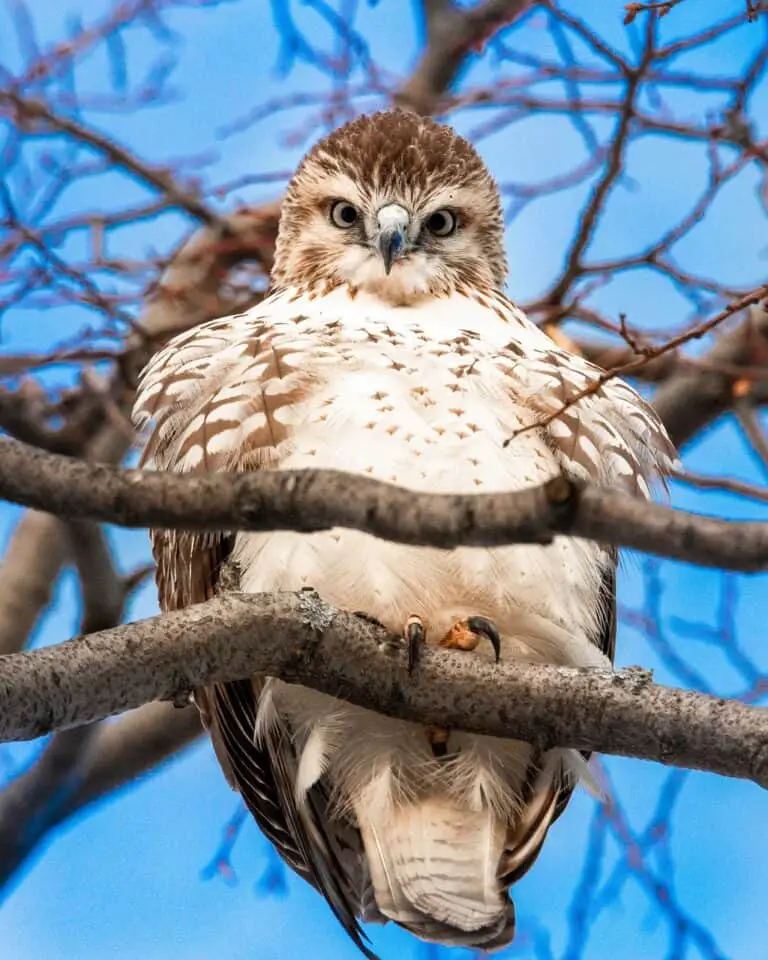How To Train a Red-Tailed Hawk - Falconry Advice