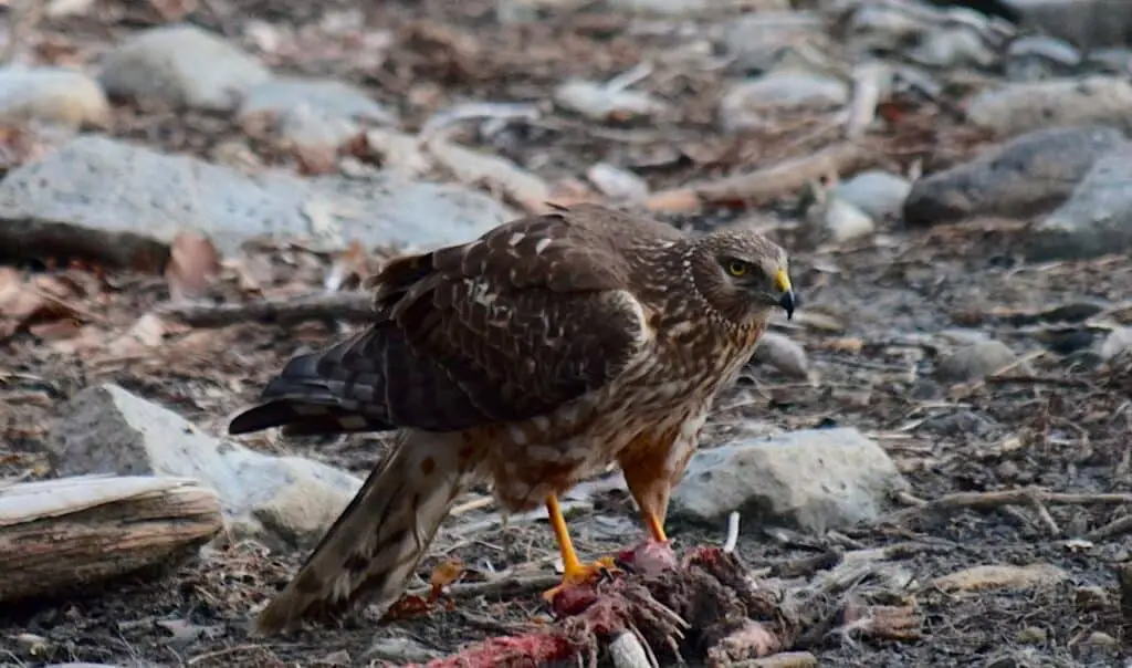 Creance Training With a Red-Tailed Hawk - Falconry Advice