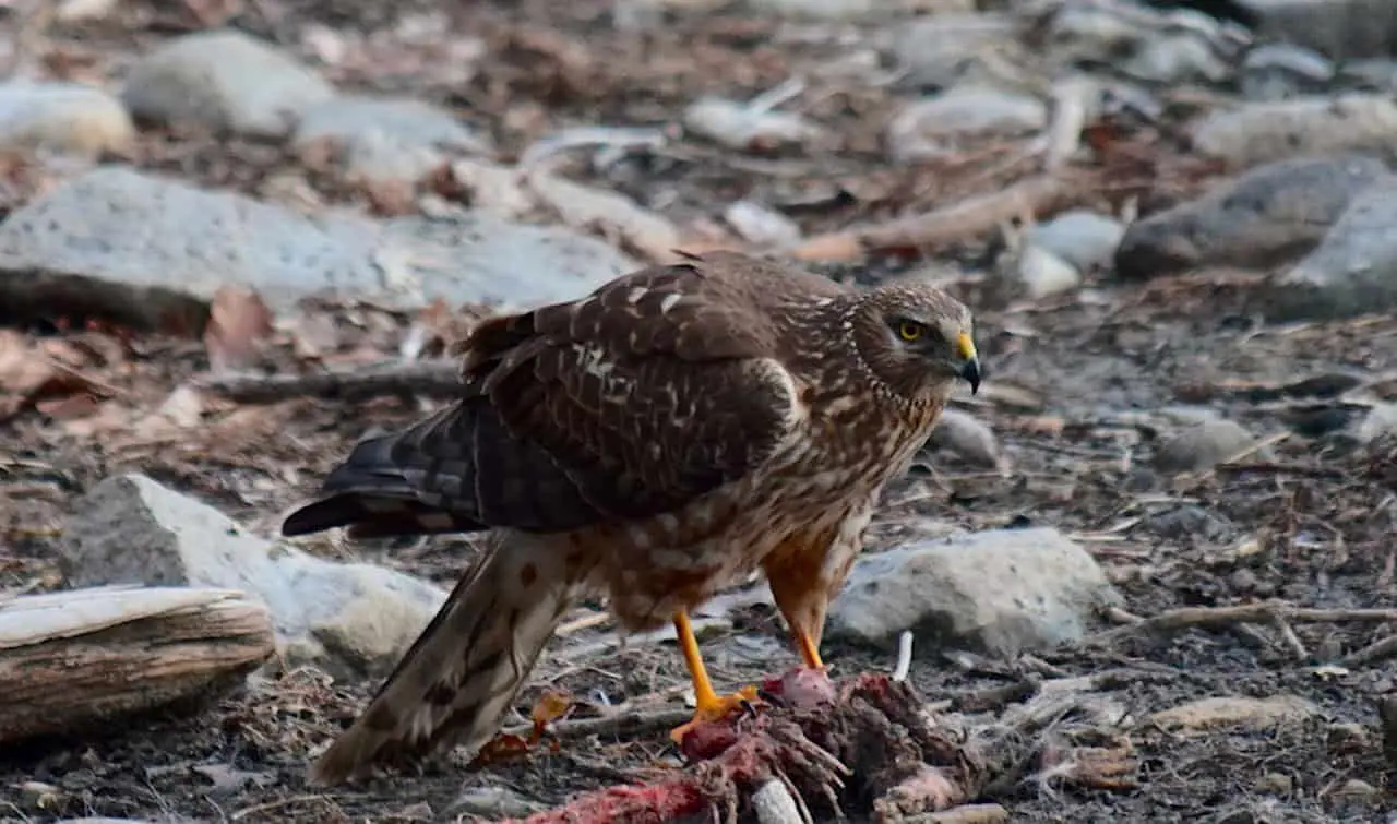 Nesting red-tailed hawks - Falconry Advice