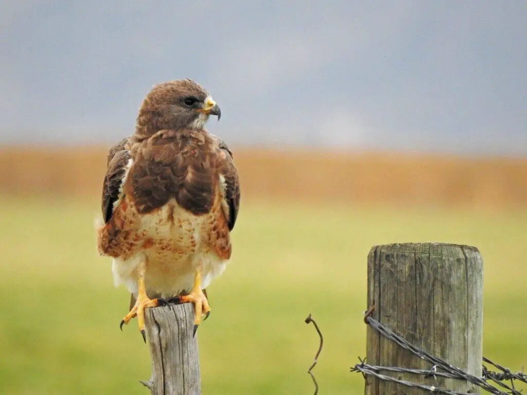 How To Train a Red-Tailed Hawk - Falconry Advice