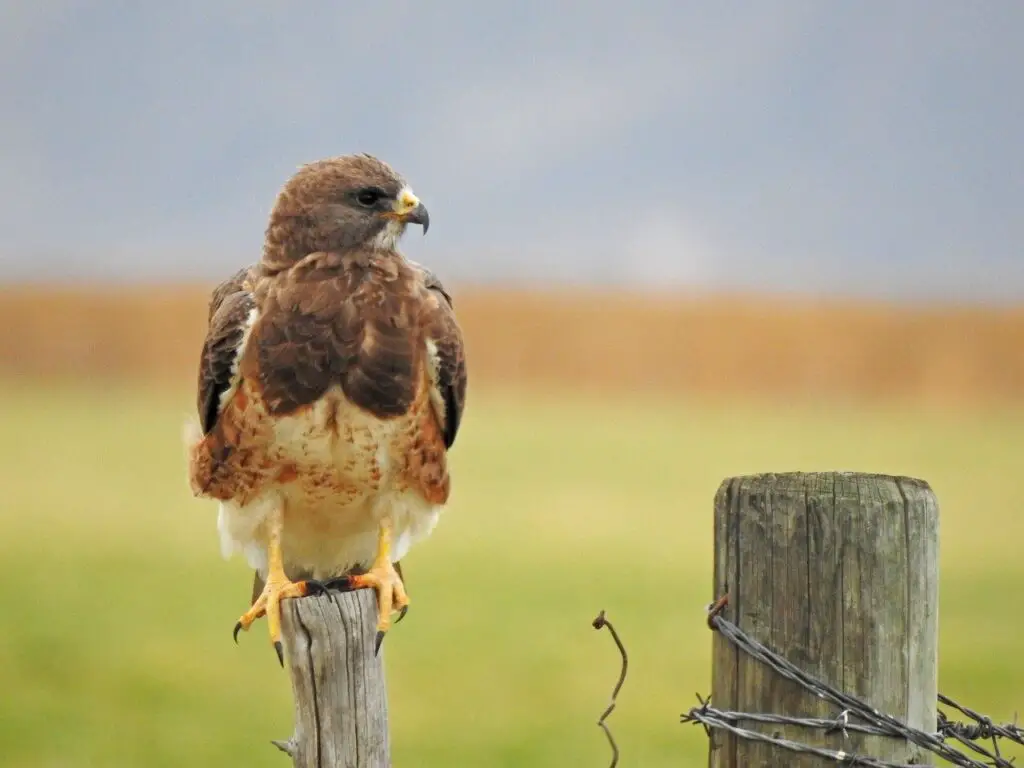 Rearing and Incubation of Red-Tailed Hawks Young - Falconry Advice