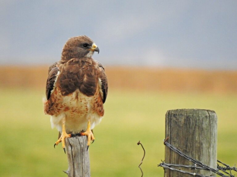 Rearing and Incubation of Red-Tailed Hawks Young - Falconry Advice