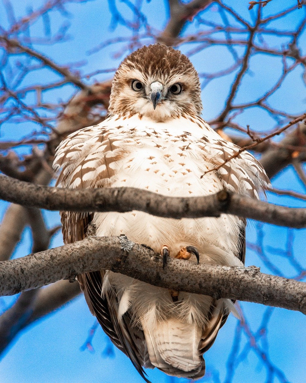 Red-Tailed Hawks Sound - Falconry Advice