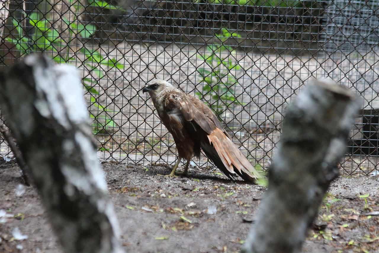 10 Considerations When Choosing the Location of Your Aviary - Falconry ...