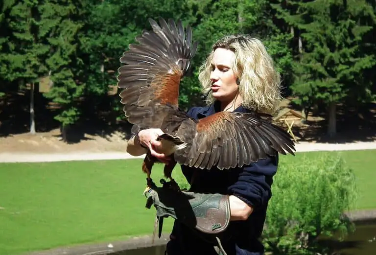 Navigating Falconry Permits: A Look at Raptor Possession Regulations ...