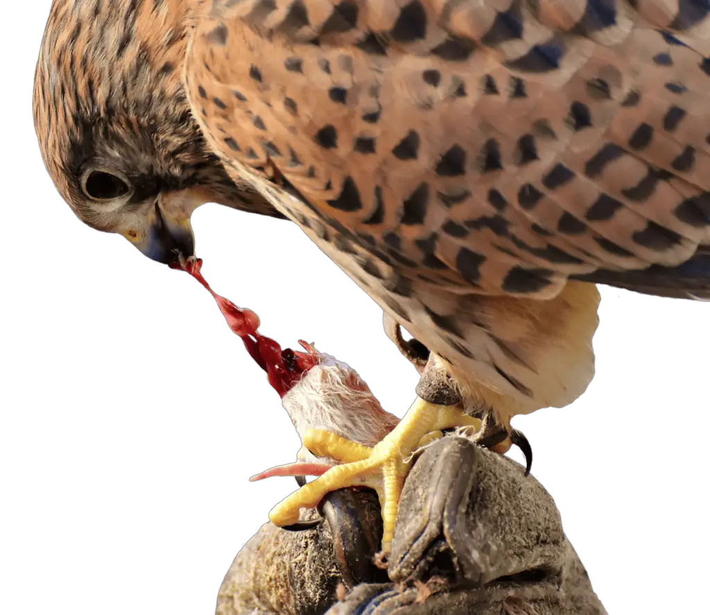 Caring for Raptors in Falconry: Essential Guide - Falconry Advice