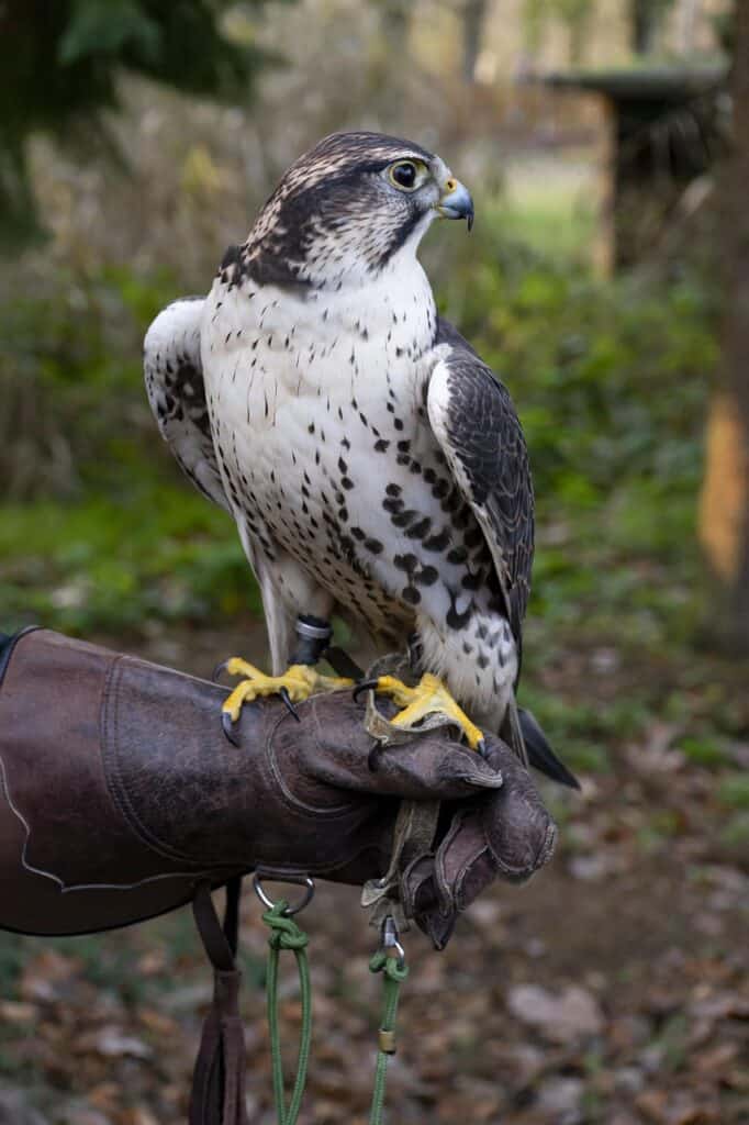 All You Need to Know About Falconry Gloves (Gauntlets) - Falconry Advice