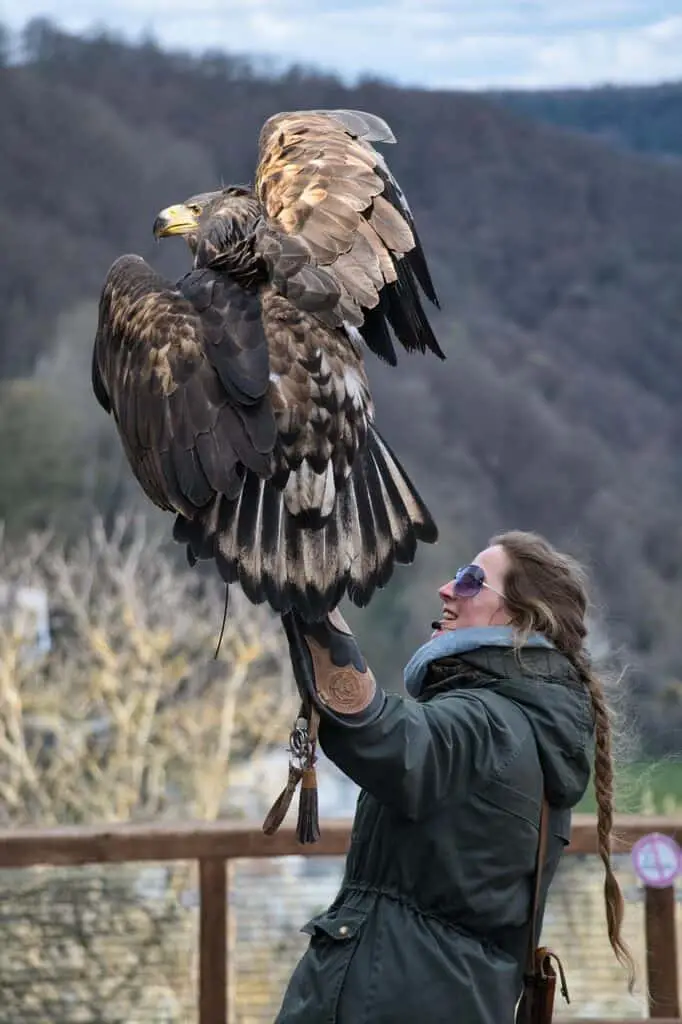 The History of Falconry: Origins and Cultural Significance Worldwide ...