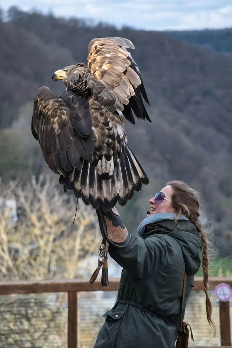 The History of Falconry: Origins and Cultural Significance Worldwide ...