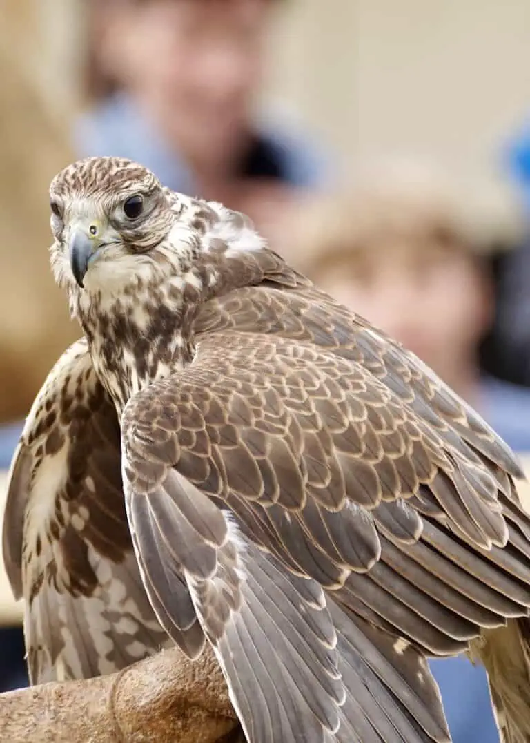 Saker Falcon in Falconry - All You Need To Know - Falconry Advice
