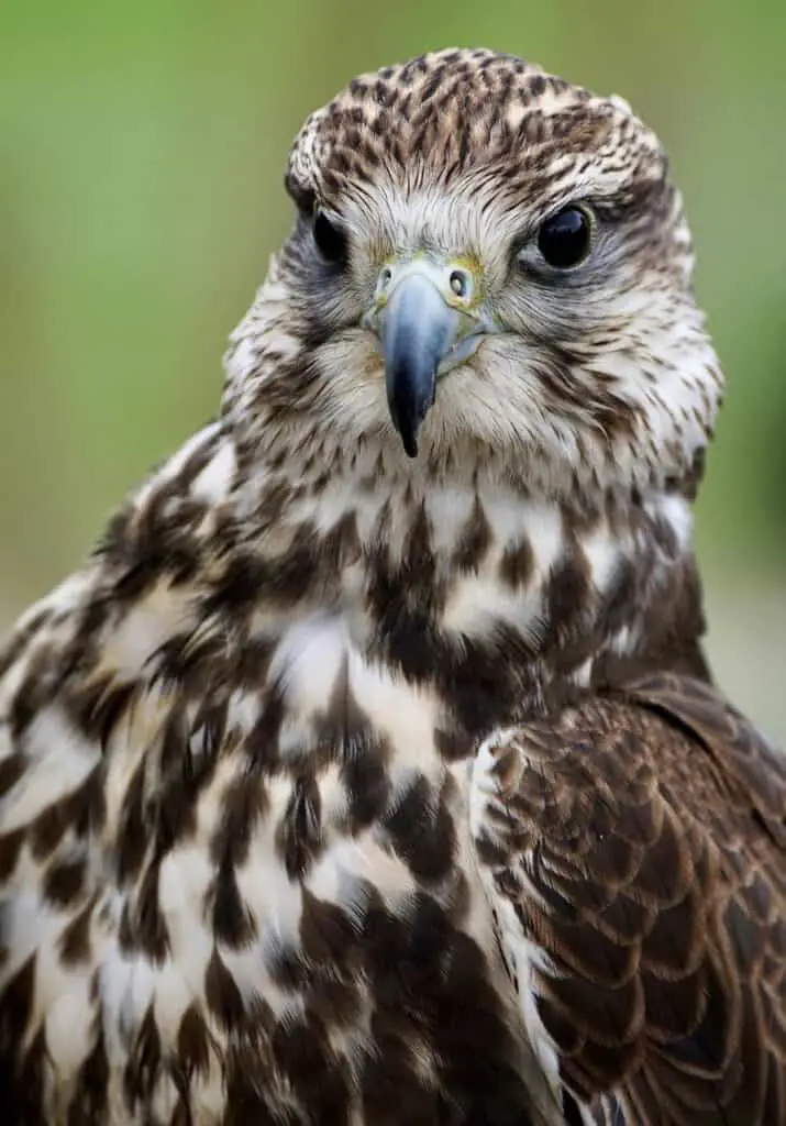 Saker Falcon in Falconry - All You Need To Know - Falconry Advice