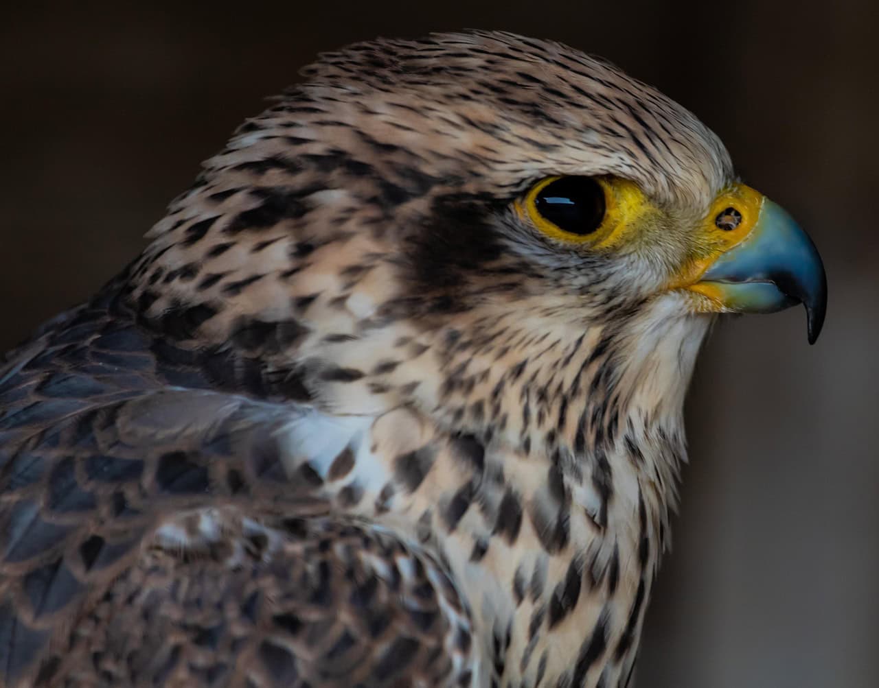 Saker Falcon in Falconry - All You Need To Know - Falconry Advice
