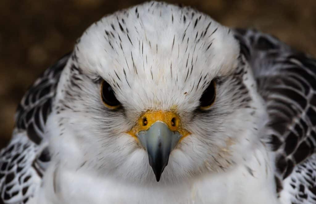 Saker Falcon in Falconry - All You Need To Know - Falconry Advice