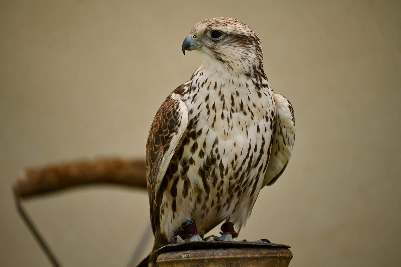Saker Falcon in Falconry - All You Need To Know - Falconry Advice