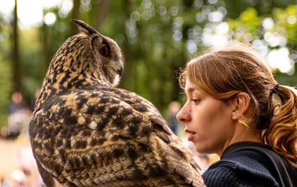 Falconry Laws and Regulations: Requirements and Resources - Falconry Advice